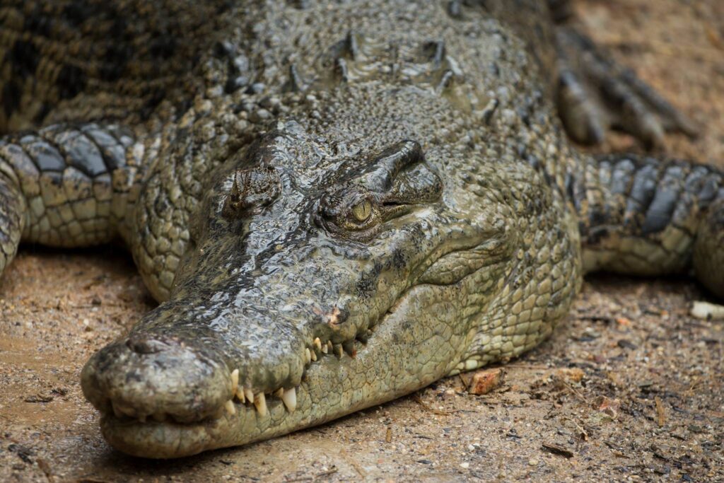 Secrets of Nile crocodile - Egylogia